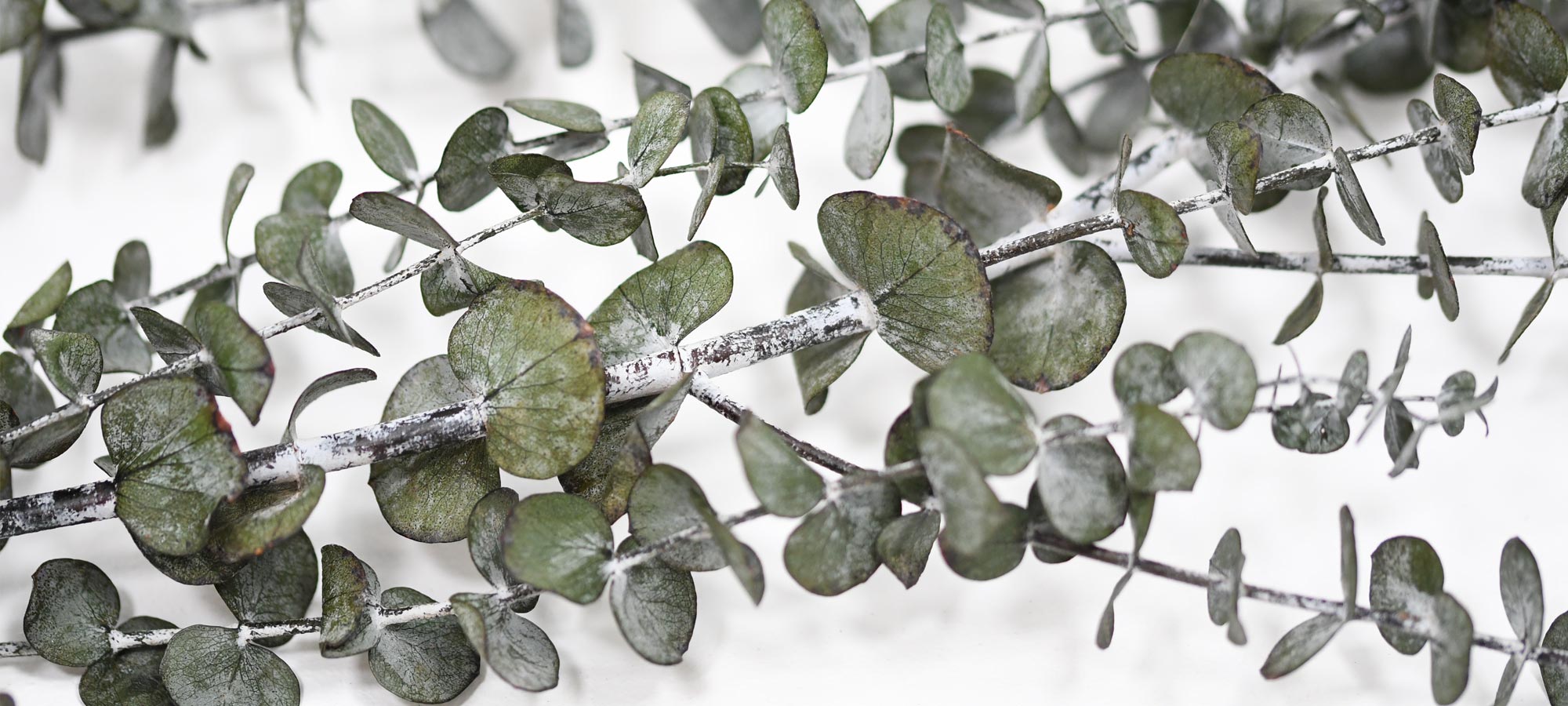 Minis | Surella Dried and Preserved Flowers